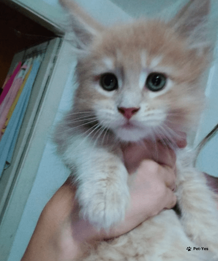 Кошка Мейн-кун 2 года, 4 месяца купить Красноярск | Pet-Yes