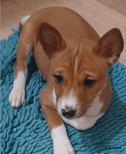 Щенок Басенджи 1 год, 11 месяцев купить Москва | Pet-Yes